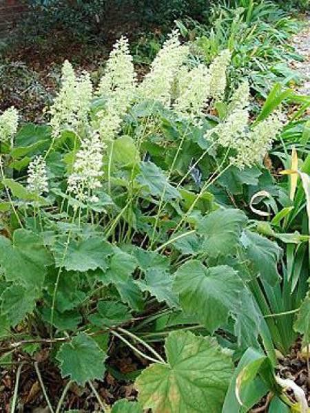 Heuchère 'Autumn Bride' - Heuchera - Le Jardin du Pic Vert