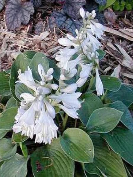 Hosta 'Brother Ronald' - Hosta - Le Jardin du Pic Vert