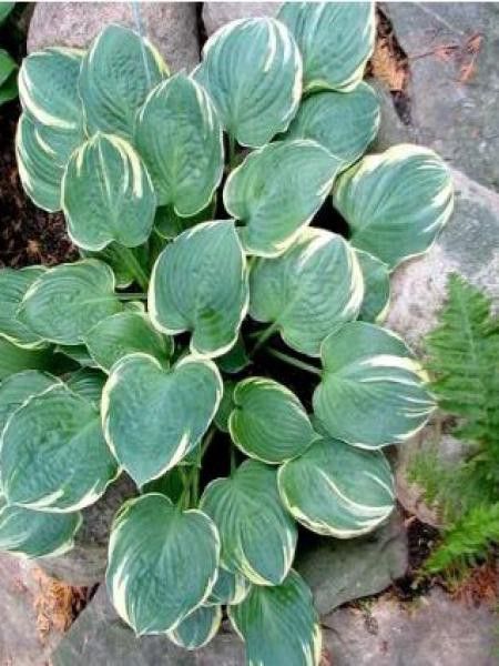 Hosta 'Crusader' - Hosta - Le Jardin du Pic Vert