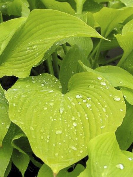 Hosta 'Daybreak' - Hosta 'Daybreak' - Le Jardin du Pic Vert