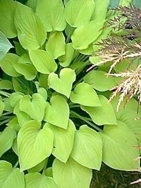 Hosta 'Gold Edger' - Hosta - Le Jardin du Pic Vert