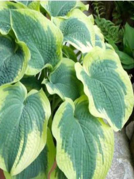 Hosta 'Northern Exposure' - Hosta - Le Jardin du Pic Vert
