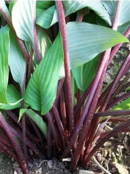 Hosta 'Red October' - Hosta - Le Jardin du Pic Vert