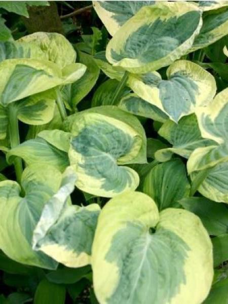 Hosta 'Snow Cap' - Hosta - Le Jardin du Pic Vert