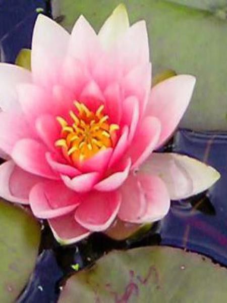 Nénuphar 'René Gérard' - Nymphaea - Le Jardin du Pic Vert