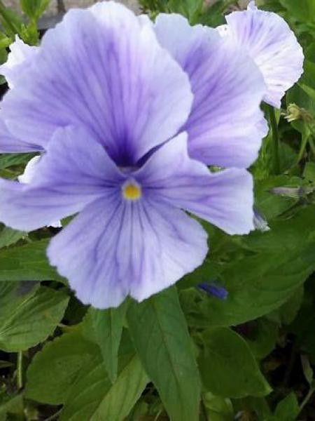 Violette cornue 'John Wallmark' - Viola cornuta - Le Jardin du Pic Vert