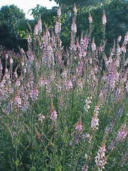 Linaire commune - Linaria vulgaris - Le Jardin du Pic Vert
