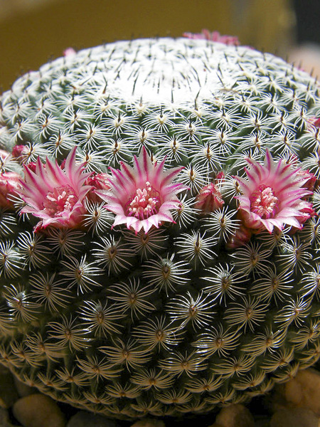 Cactus cerveau 'Cristata' - Mammillaria elongata 'Cristata' - Le Jardin ...