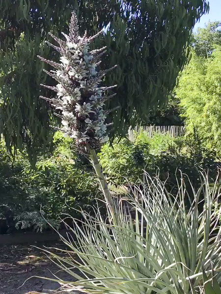 Puya de Bolivie - Puya mirabilis - Le Jardin du Pic Vert
