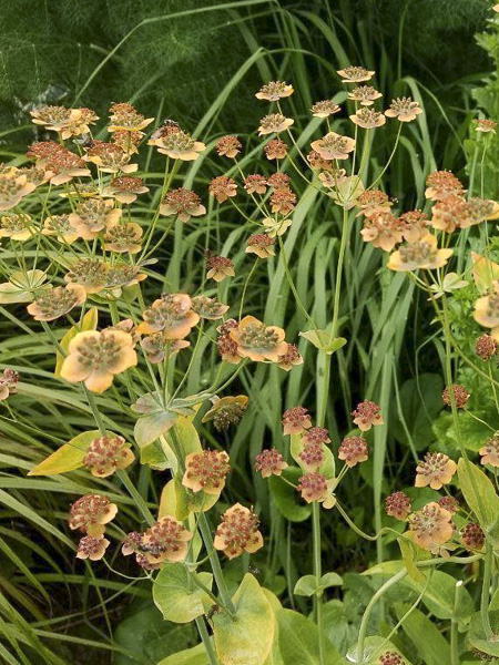 Buplèvre 'Bronze Beauty' - Bupleurum longifolium 'Bronze Beauty' - Le ...