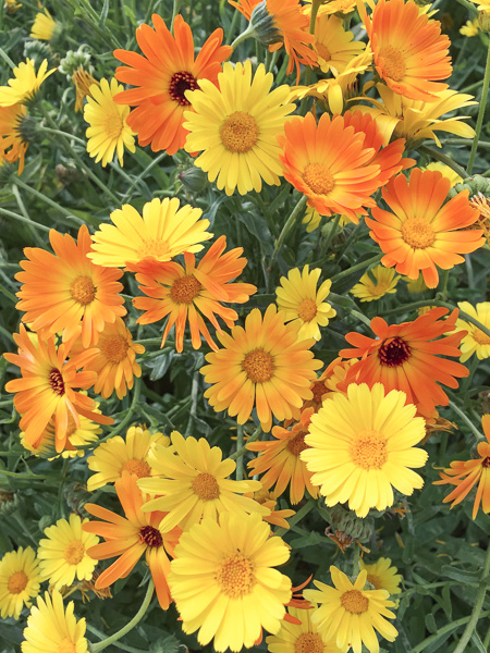 Souci des jardins 'Simplicity' - Calendula officinalis 'Simplicity ...