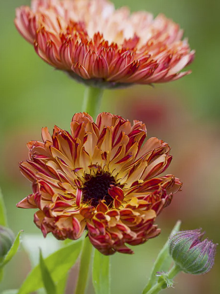 Souci des jardins - Calendula officinalis 'Touch Of Red Mixed' - Le ...