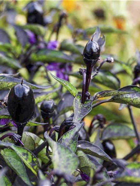 Piment 'Purple' - Capsicum annuum 'Purple' - Le Jardin du Pic Vert