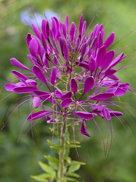 Cléome 'Violet Queen' - Cleome hassleriana 'Violet Queen' - Le Jardin ...