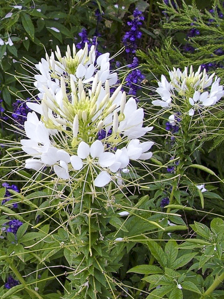 Cléome 'White Queen' - Cleome hassleriana 'White Queen' - Le Jardin du ...