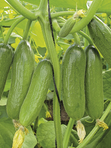 Concombre 'Rocky F1' - Cucumis sativus 'Rocky F1' - Le Jardin du Pic Vert