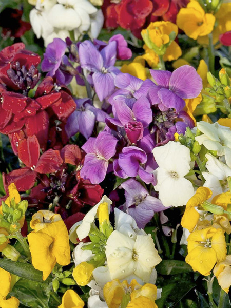 Giroflée ravenelle, Rameau d'or 'Sugar Rush F1 hybride' - Erysimum ...
