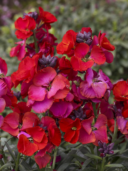 Giroflée, Vélar 'Winter Passion' - Erysimum 'Winter Passion' - Le ...