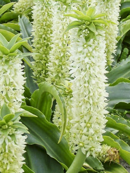 Fleur ananas 'Playa Blanca' - Eucomis 'Playa Blanca' - Le Jardin du Pic ...