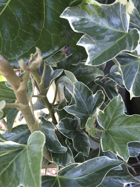 Fatshedera 'Variegata' - Fatshedera lizei 'Variegata' - Le Jardin du ...