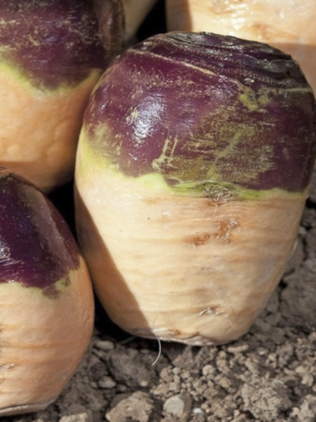 Chou-navet, Rutabaga 'Champion' - Brassica napus 'Champion' - Le Jardin ...