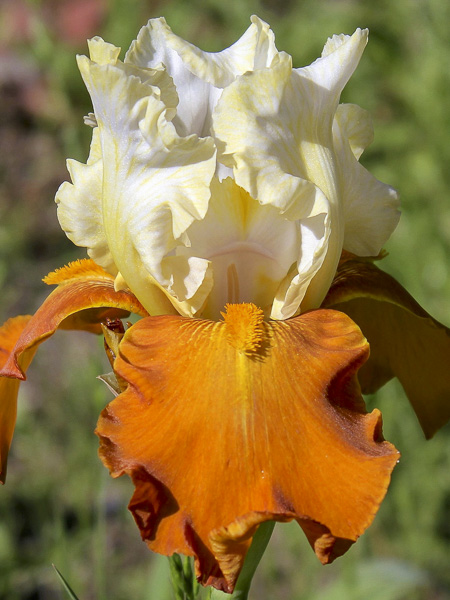 Iris des jardins 'Fall Fiesta' - Iris germanica 'Fall Fiesta' - Le ...