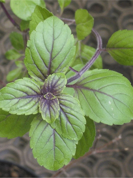 Basilic canelle 'Cinamonette' - Ocimum basilicum 'Cinamonette' - Le ...