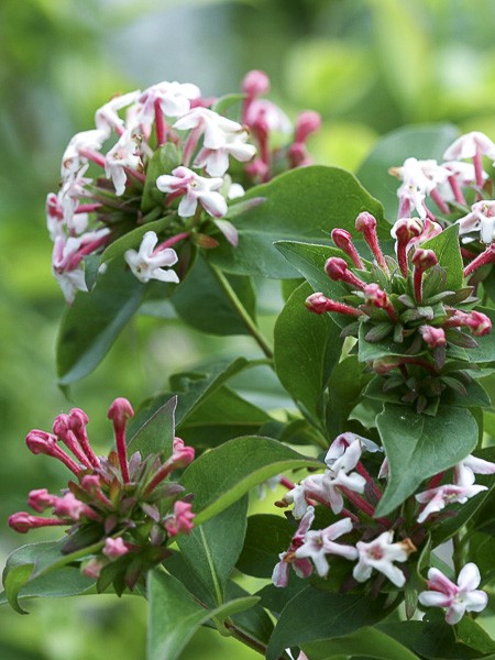 Abélia 'Monia' - Abelia mosanensis 'Monia' - Le Jardin du Pic Vert