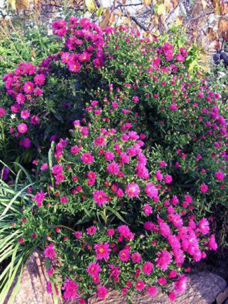 Aster nain 'Anneke' - Aster dumosus - Le Jardin du Pic Vert