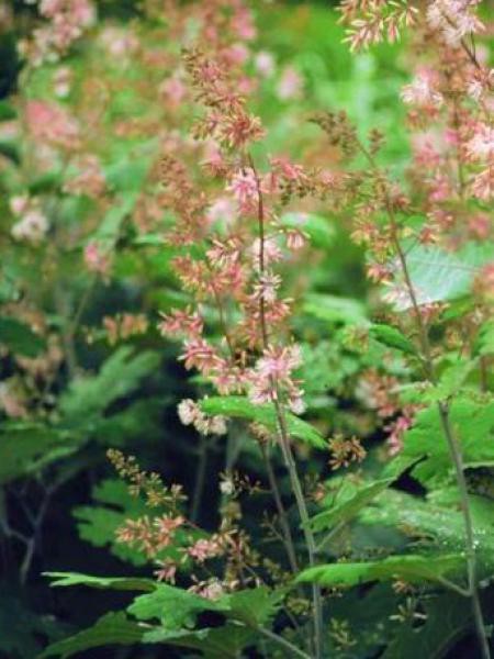 Bocconie cordée 'Flamingo' - Macleaya cordata - Le Jardin du Pic Vert