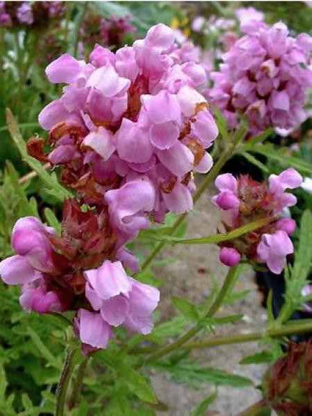 Brunelle, Prunelle 'Loveliness' - Prunella grandiflora - Le Jardin du ...