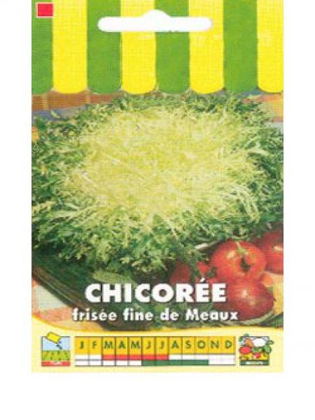 Chicorée frisée 'Fine de Meaux' - Cichorum endivia - Le Jardin du Pic Vert