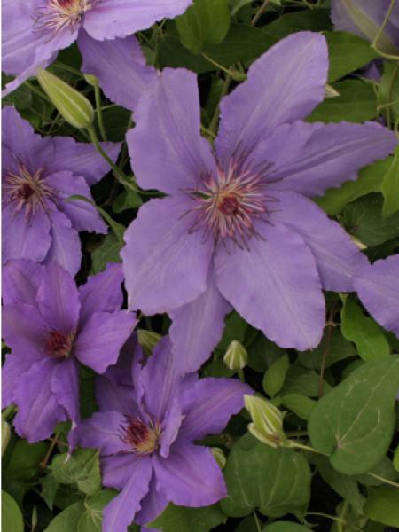 Clématite 'Parisienne™' - Clematis - Le Jardin du Pic Vert