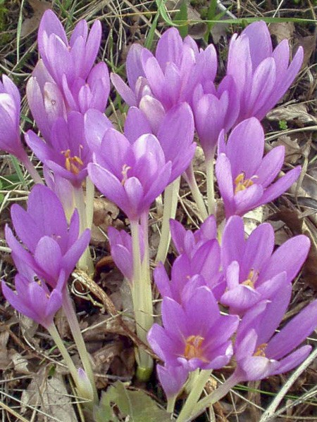 Colchique d'automne 'Major' - Colchicum autumnale 'Major' - Le Jardin ...