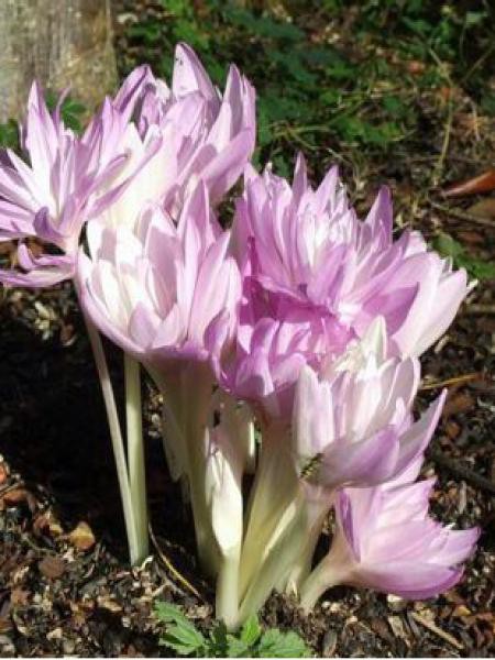 Colchique d'automne 'Waterlily' - Colchicum autumnale - Le Jardin du ...