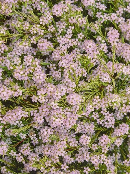 Diosmée 'Sunset Gold' - Diosma hirsuta 'Sunset Gold' - Le Jardin du Pic ...