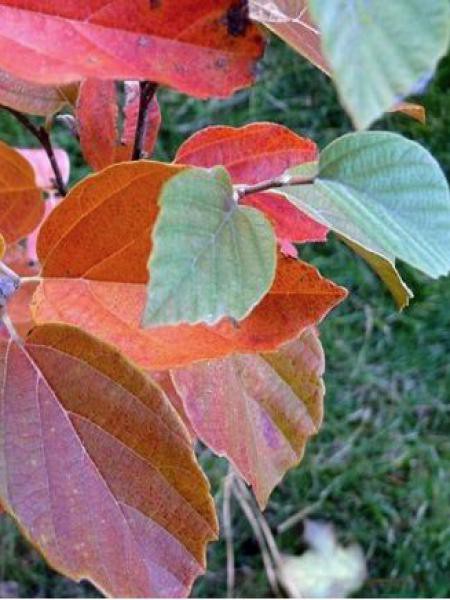 Fothergilla 'Blue Shadow' - Fothergilla - Le Jardin du Pic Vert