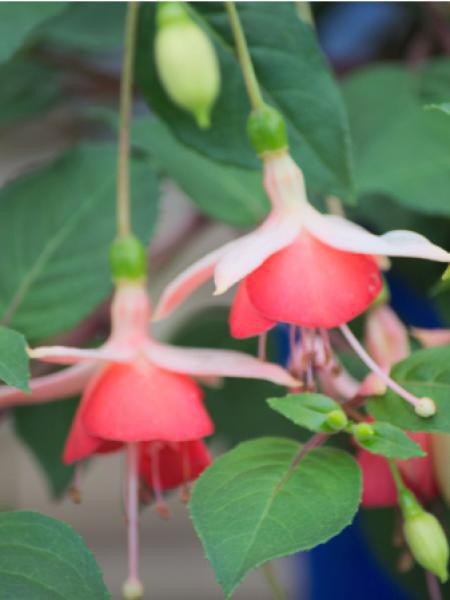 Fuchsia 'Buttercup' - Fuchsia - Le Jardin du Pic Vert