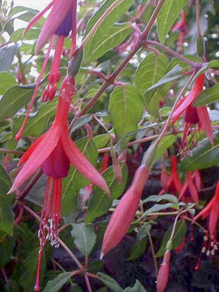 Fuchsia de Magellan 'Gracilis' - Fuchsia magellanica 'Gracilis' - Le ...