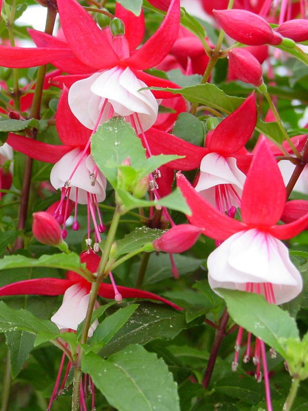 Fuchsia 'Ernie' - Fuchsia 'Ernie' - Achat sur Le Jardin du Pic Vert