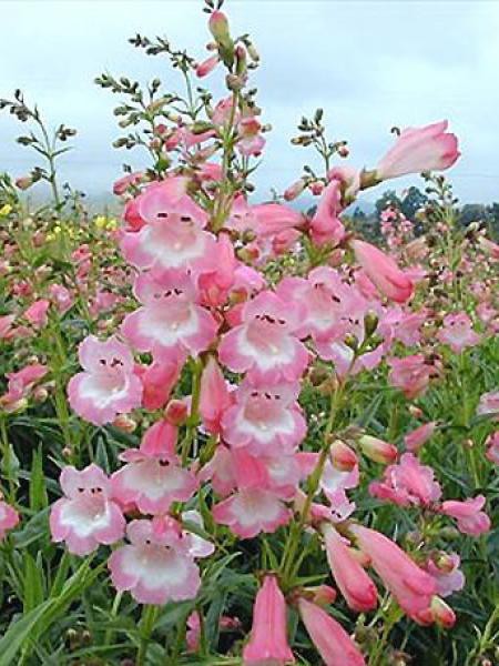 Galane 'Apple Blossom' - Penstemon - Le Jardin du Pic Vert