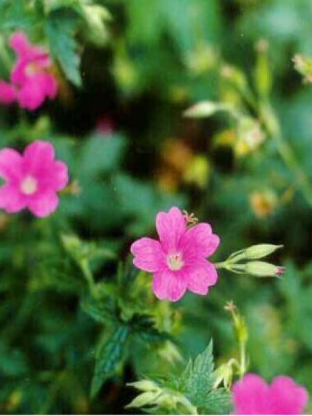 Géranium vivace d'Endress 'Beholders Eye' - Geranium endressii - Le ...