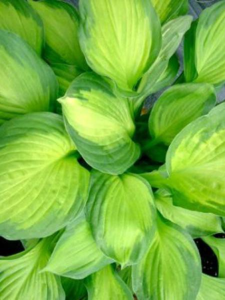 Hosta 'Captain Kirk' - Hosta - Le Jardin du Pic Vert