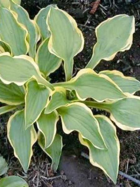 Hosta 'Koriyama' - Hosta - Le Jardin du Pic Vert
