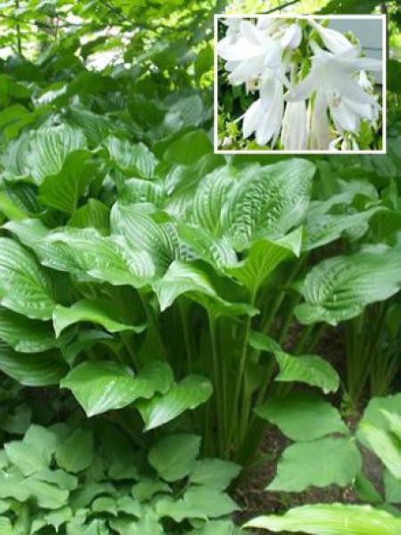 Hosta 'Royal Standard' - Hosta - Le Jardin du Pic Vert