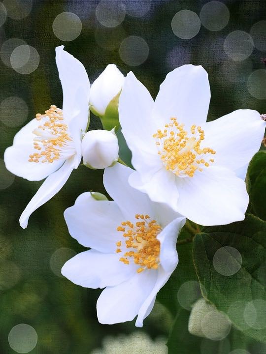 Jasmin blanc 'Aureovariegatum' - Jasminum officinale - Le Jardin du Pic ...