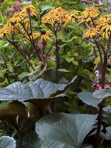 Ligulaire 'Pandora' - Ligularia dentata 'Pandora' - Le Jardin du Pic Vert