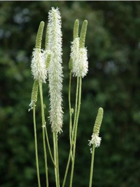 Pimprenelle du Canada - Sanguisorba canadensis - Le Jardin du Pic Vert