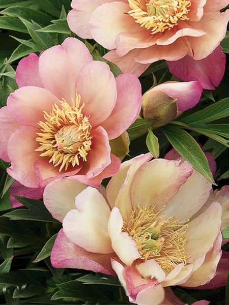 Pivoine Itoh 'Julia Rose' - Paeonia Itoh 'Julia Rose' - Le Jardin du ...
