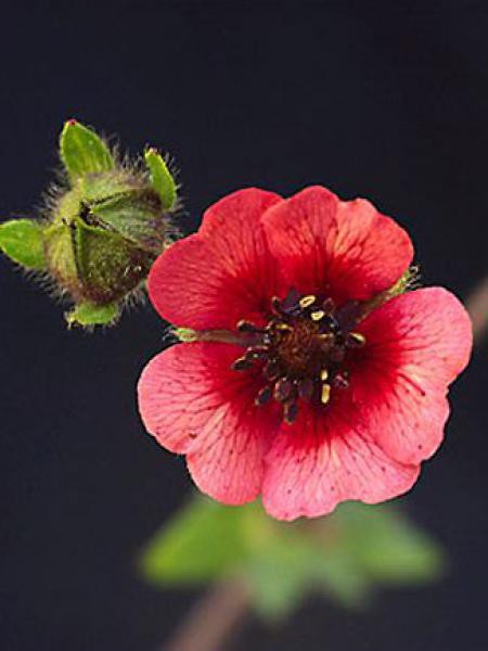 Potentille vivace - Potentilla atrosanguinea - Le Jardin du Pic Vert